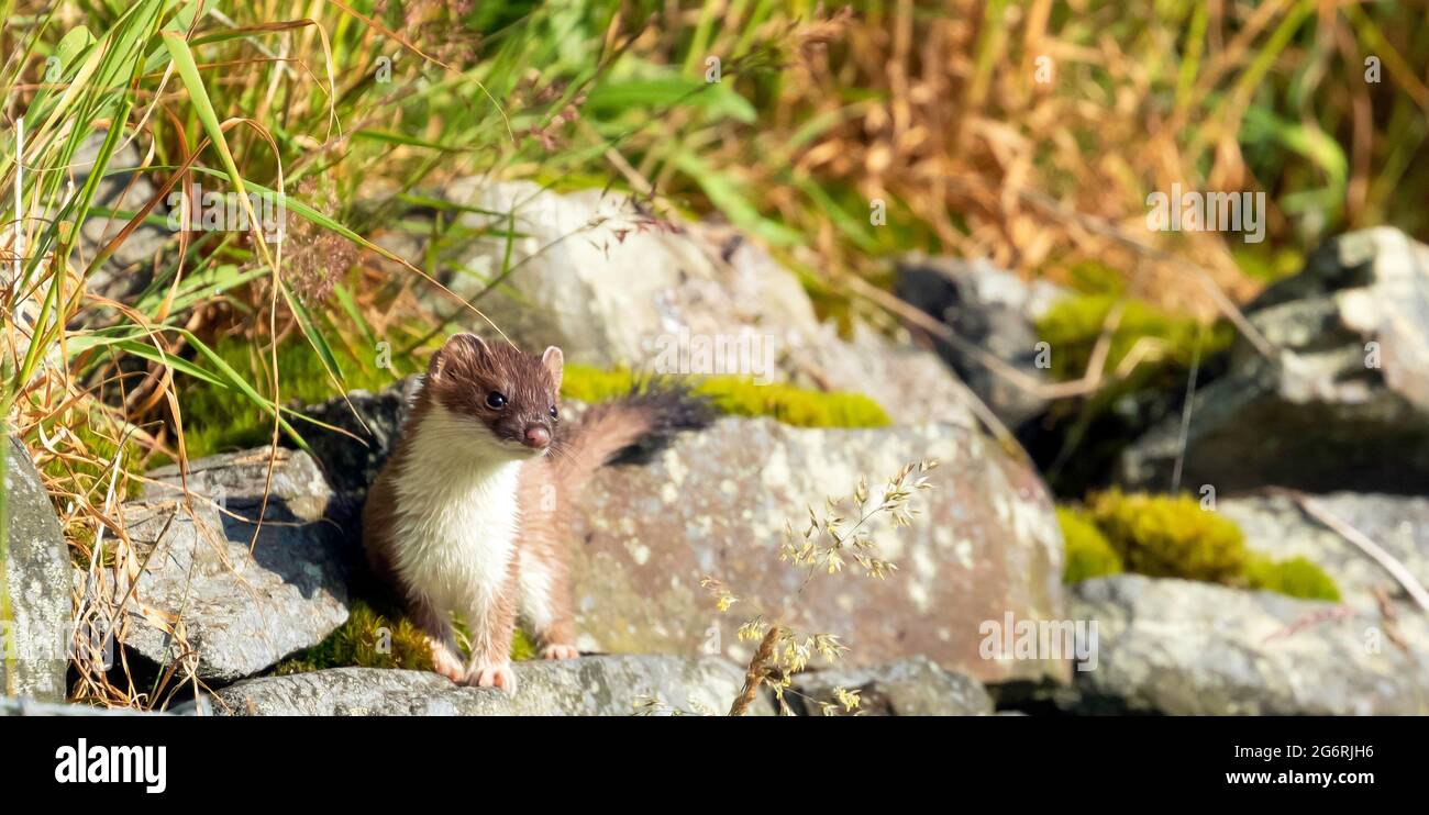 Stoat hunting hi-res stock photography and images - Alamy