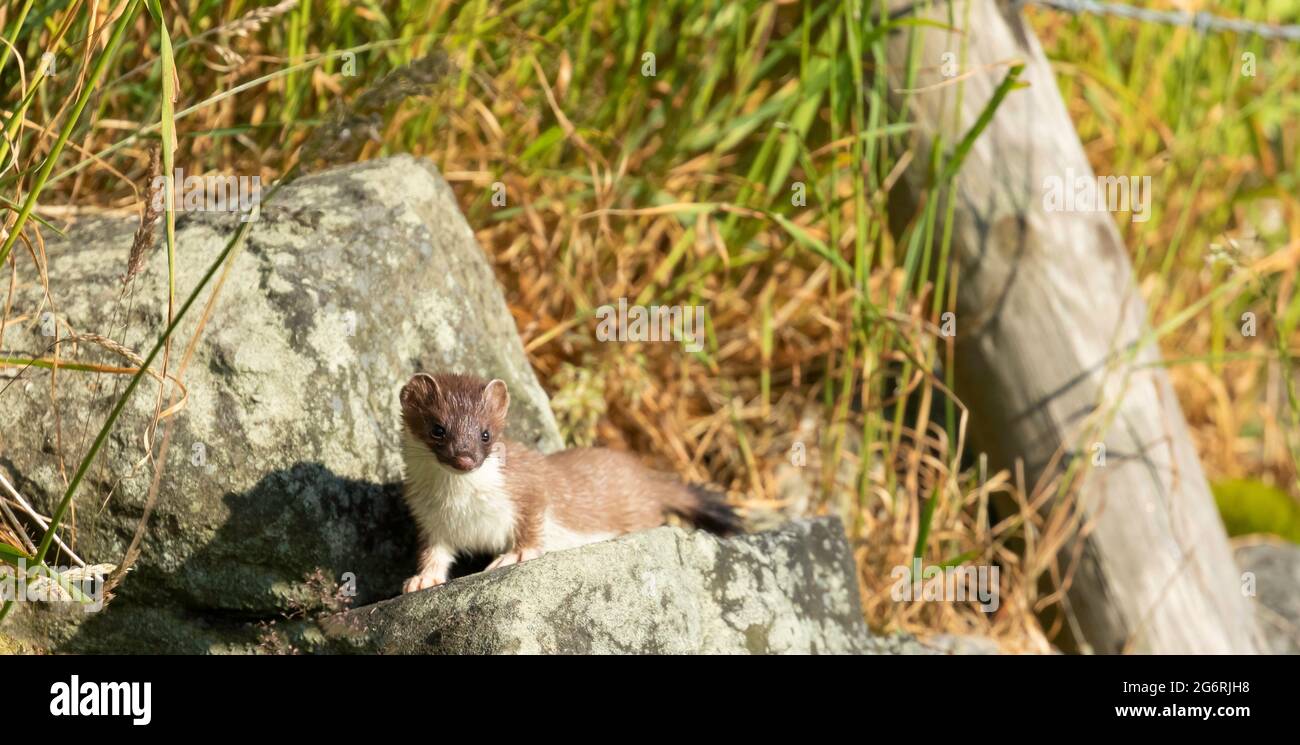 A stoat hunting in the countryside Stock Photo - Alamy