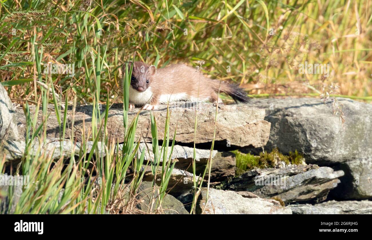 Hunting stoat hi-res stock photography and images - Alamy