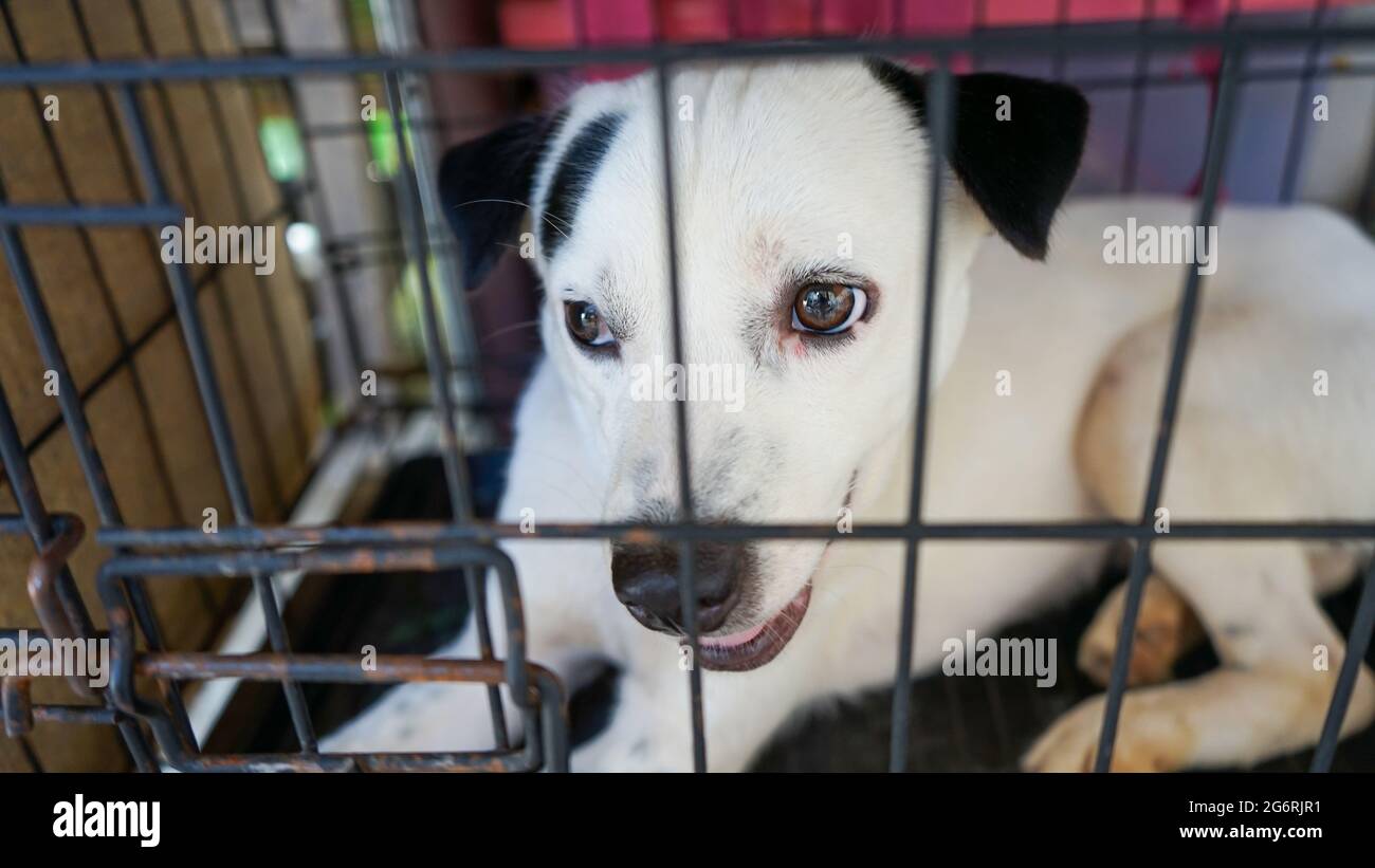 Friendly dog face close up hi-res stock photography and images - Alamy