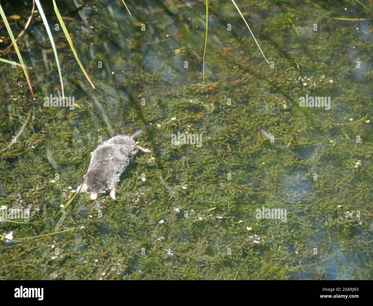 Dead mole lying on water plants Stock Photo - Alamy