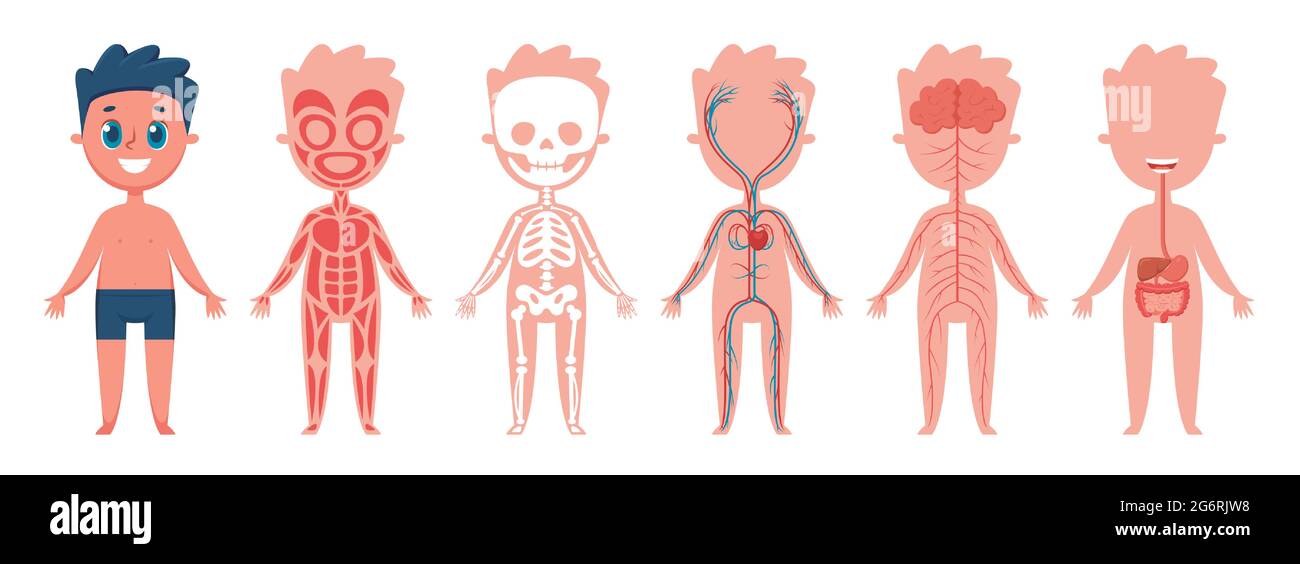 Boy body anatomy. Human muscular, skeletal, circulatory, nervous and ...