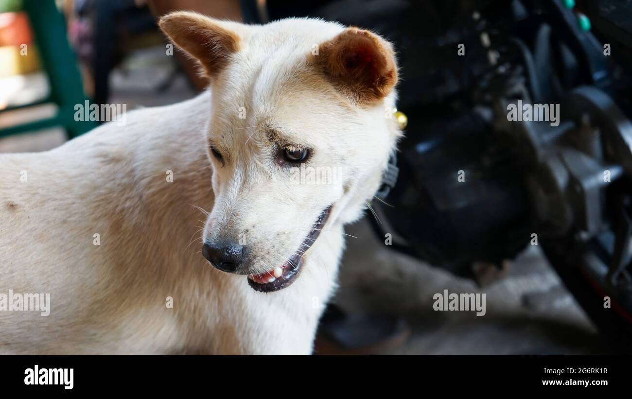 Friendly dog face close up hi-res stock photography and images - Alamy