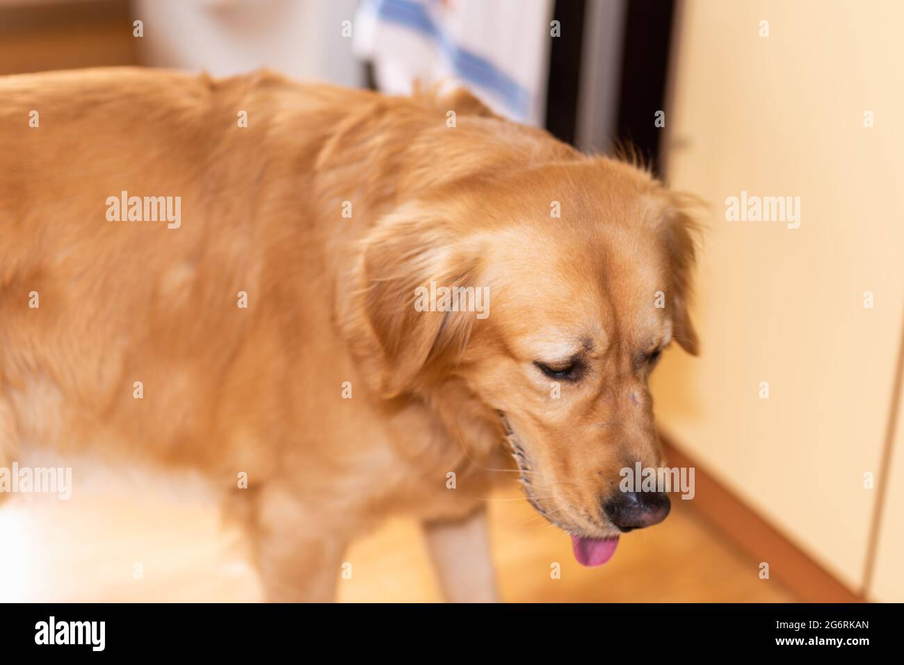 Golden Labrador Retriever bored on a wooden floor in the kitchen ...