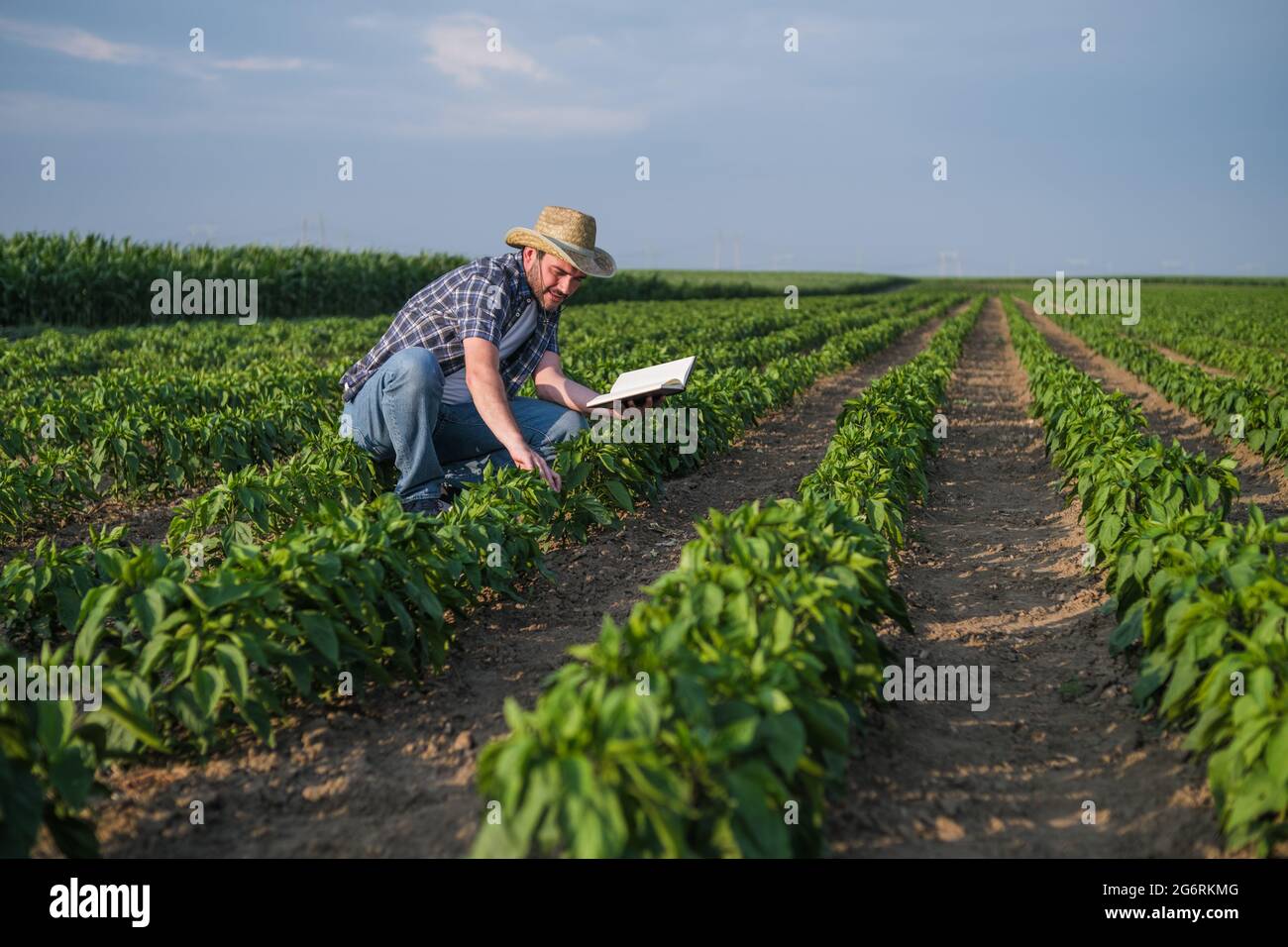 Farmer is examining his chili plantation Stock Photo - Alamy