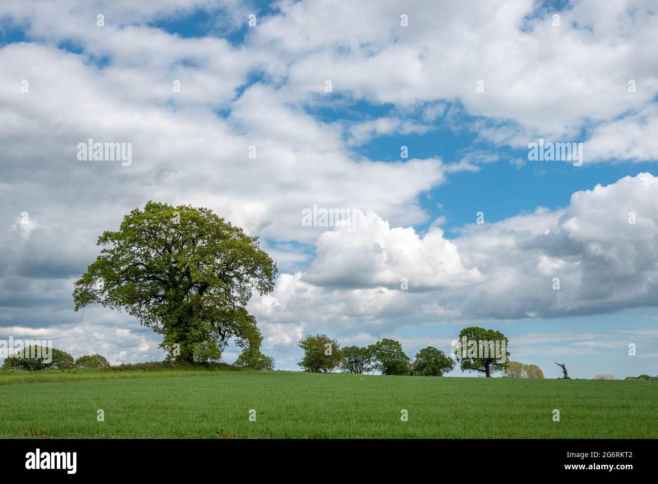 a summer landscape of attractive trees in field with blue sky and ...
