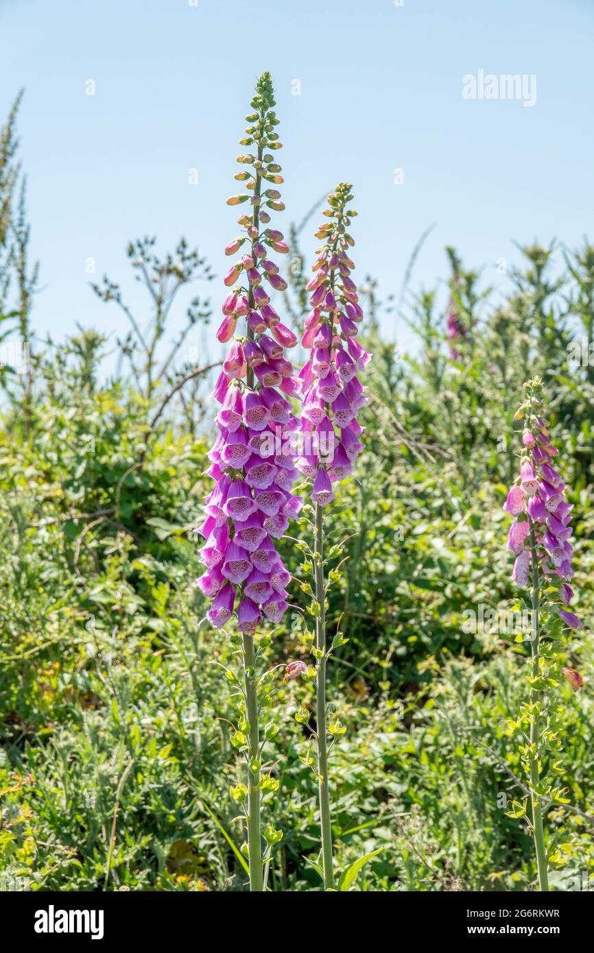 vivid flowers of foxglove digitalis purpurea Stock Photo - Alamy