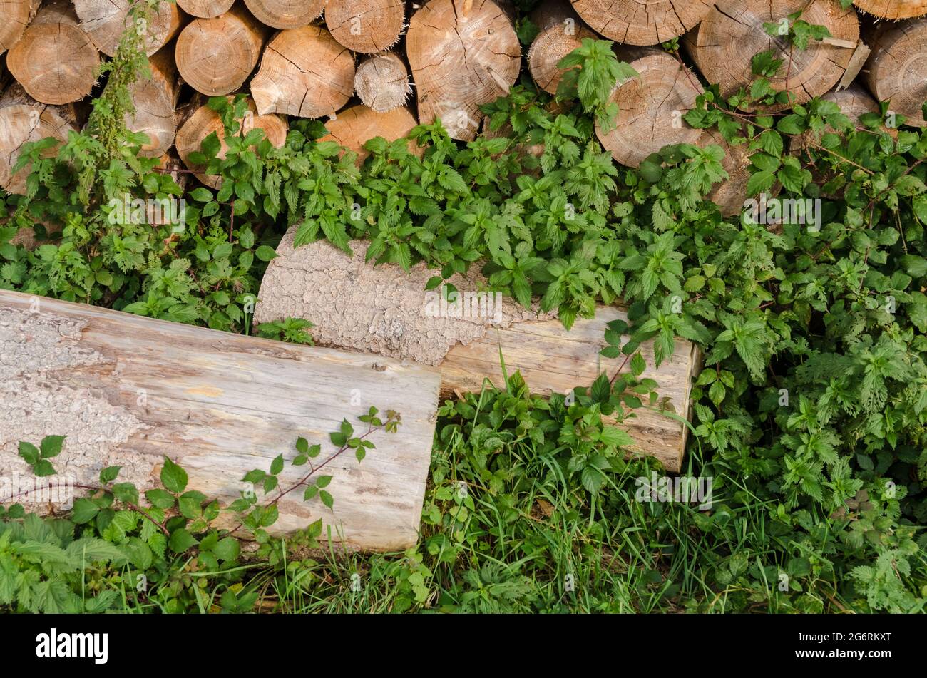 Log logs leaf hi-res stock photography and images - Alamy