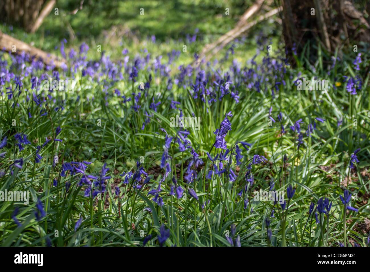 bright blue bluebells in the spring sunshine Stock Photo - Alamy