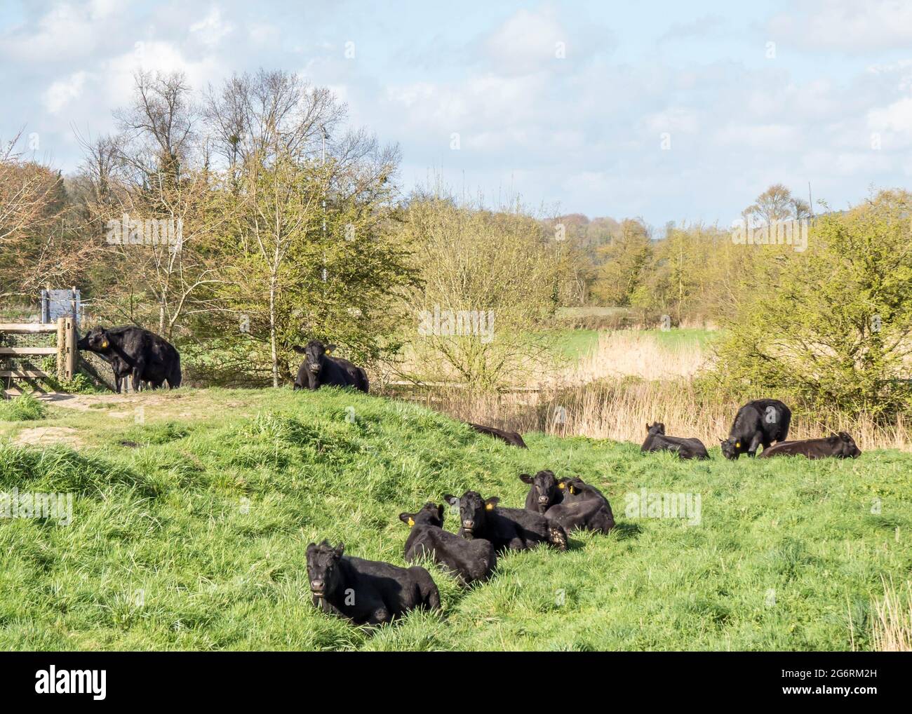 pretty black calves in the countryside Stock Photo - Alamy