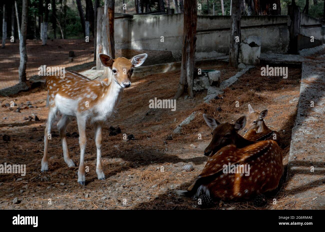 A deer with his friends Stock Photo - Alamy