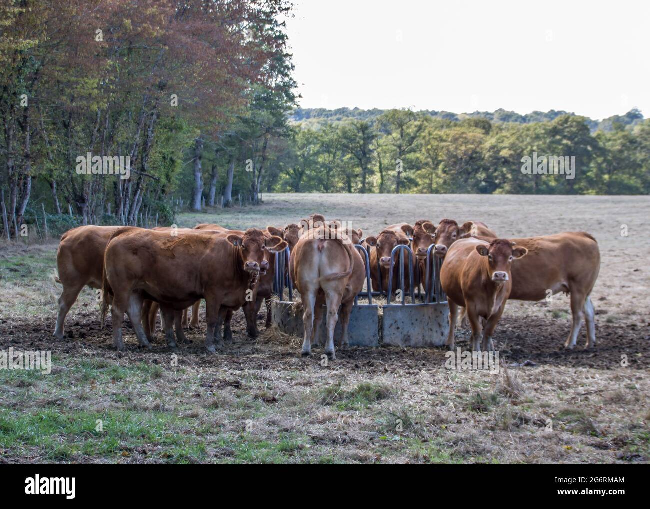 Cattle feeding trough hi-res stock photography and images - Alamy