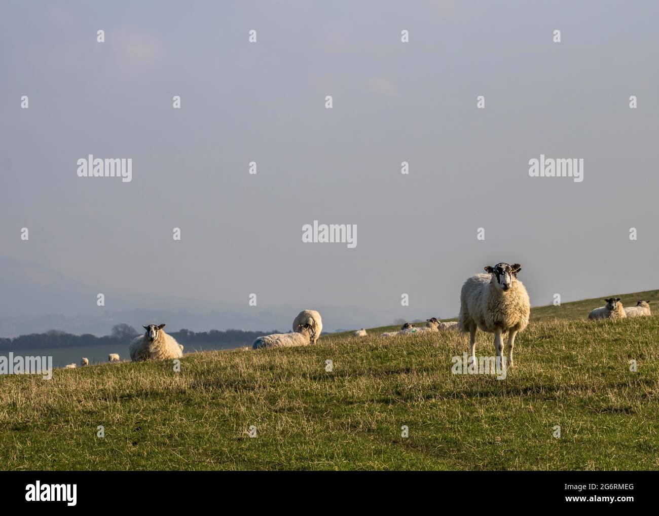 Pretty sheep hi-res stock photography and images - Alamy