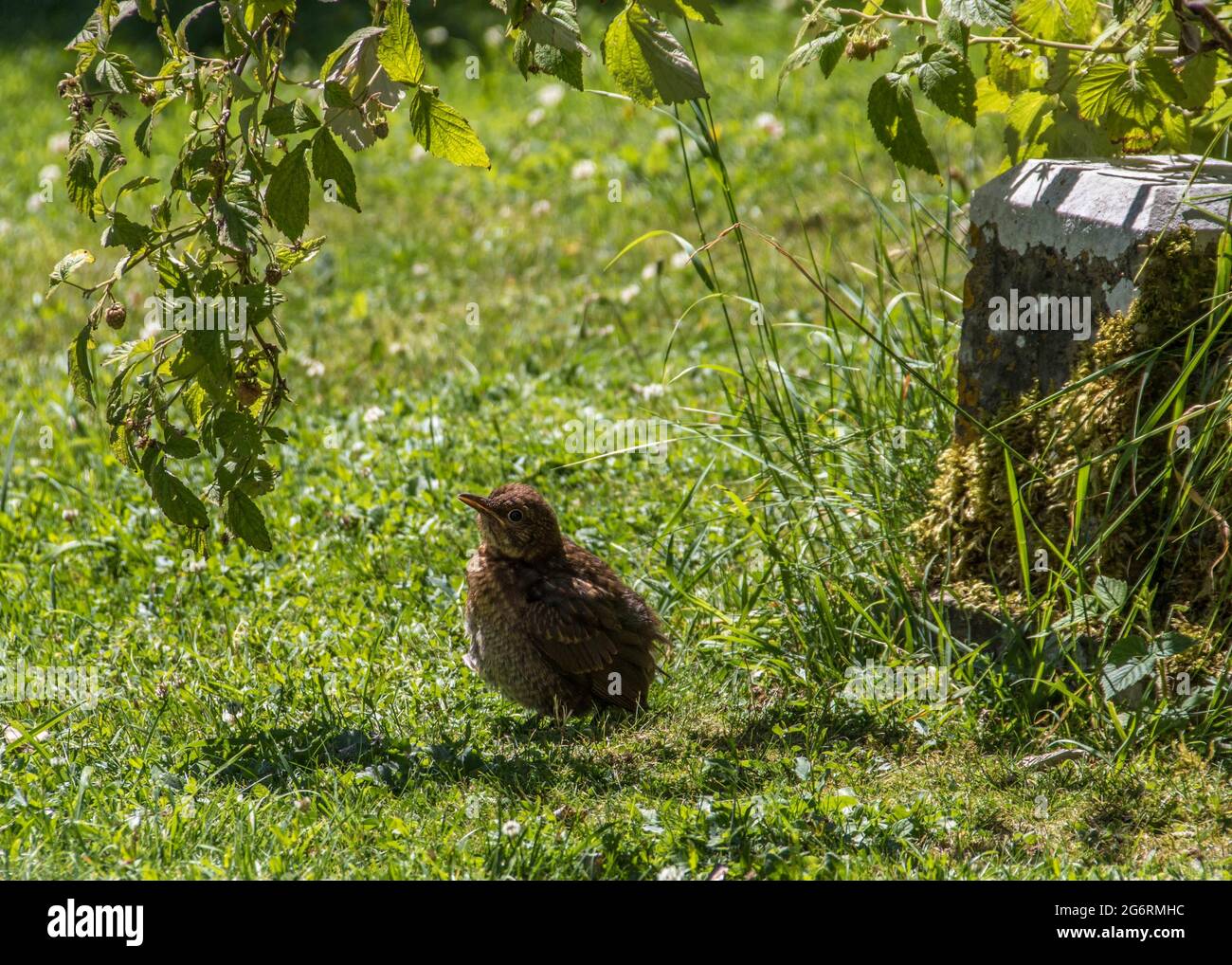 Blackbird sunbathing hi-res stock photography and images - Alamy