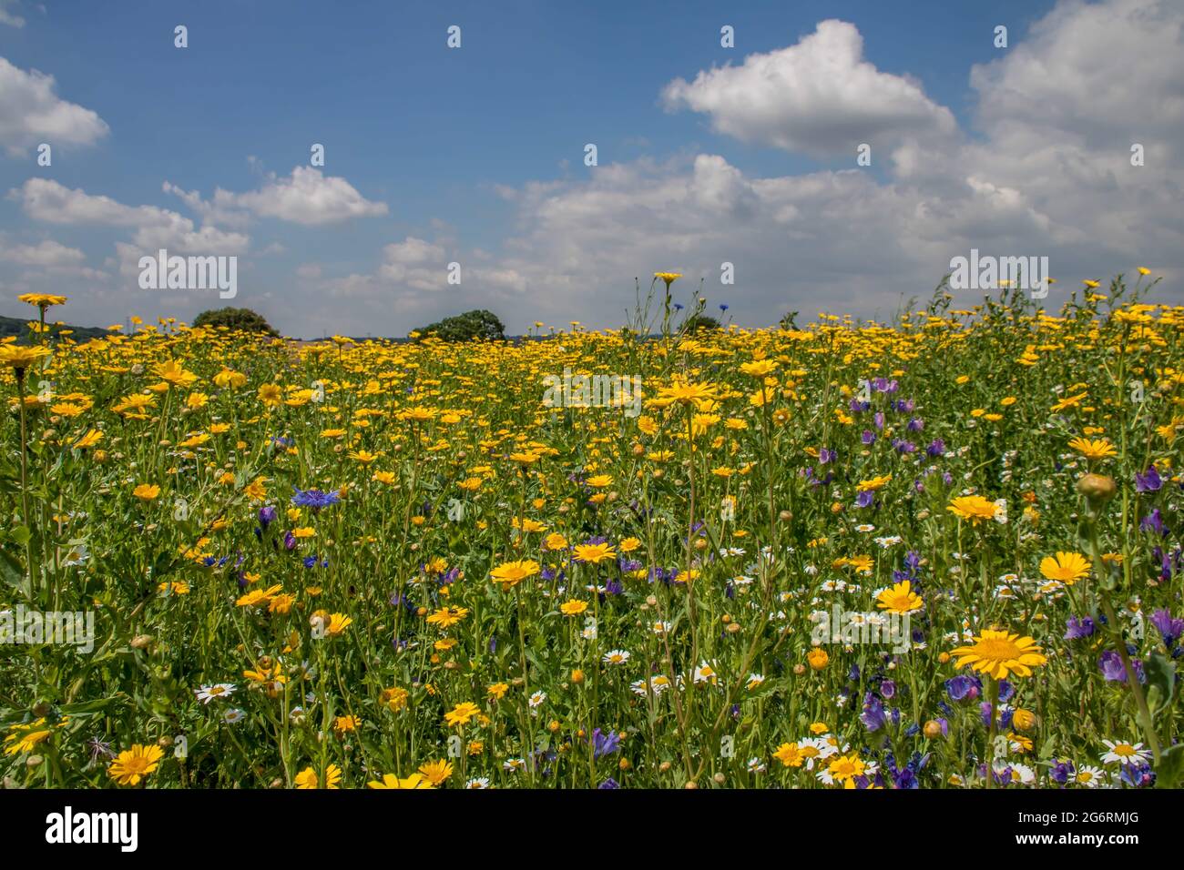 Beautiful wild flowers hi-res stock photography and images - Alamy