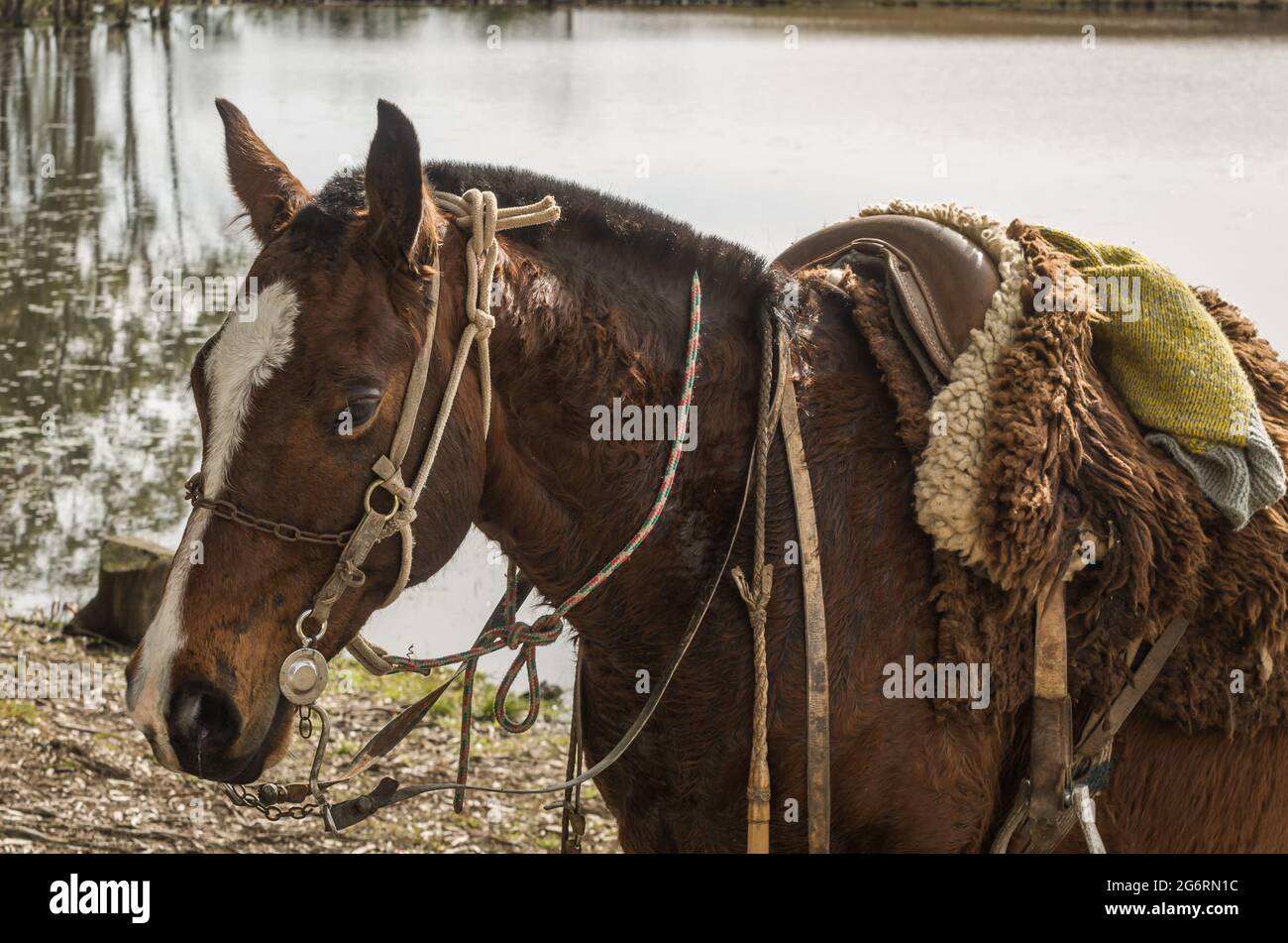 Horses of the Creole breed in farm Stock Photo - Alamy