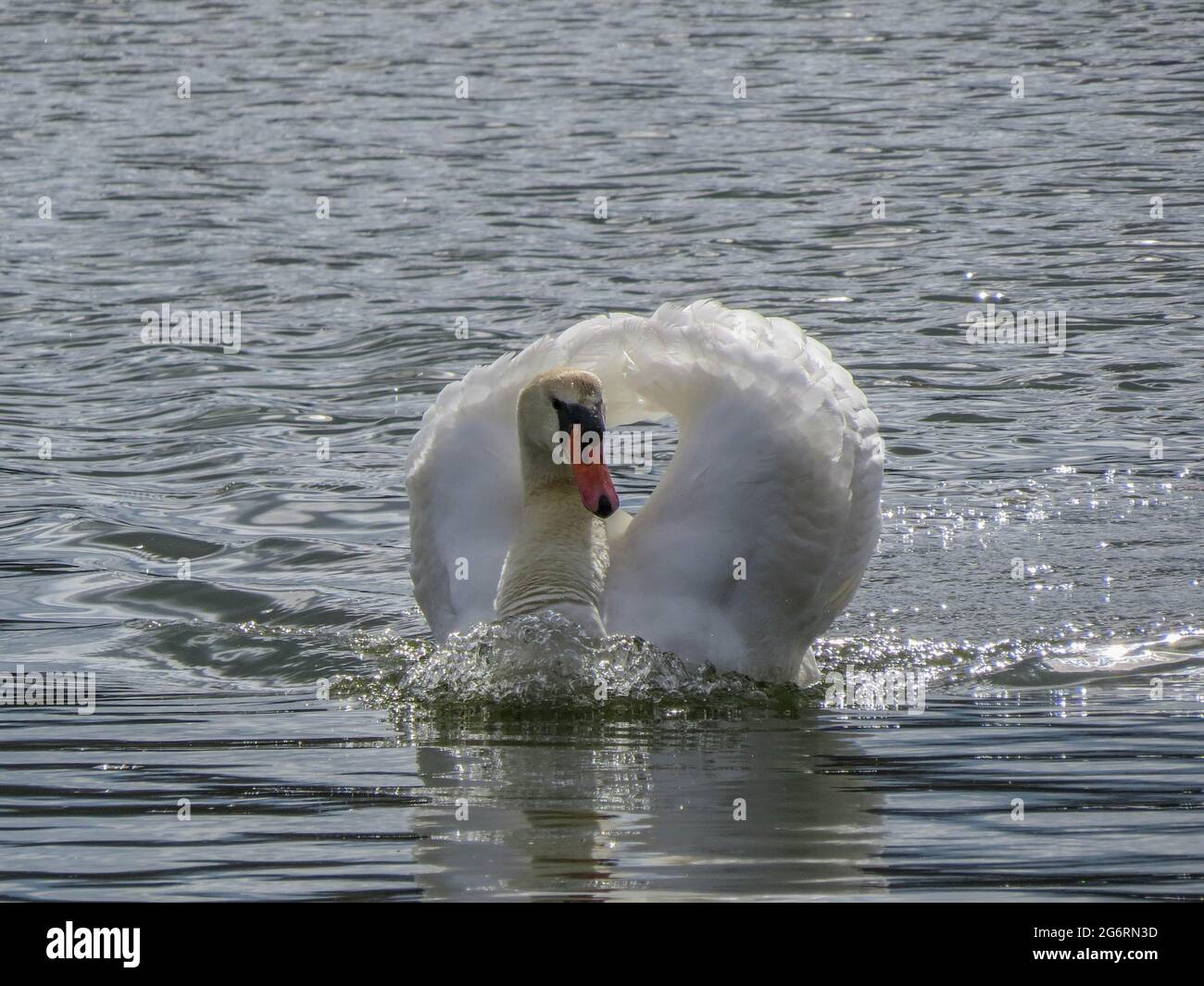 beautiful swan gliding along the river Stock Photo - Alamy