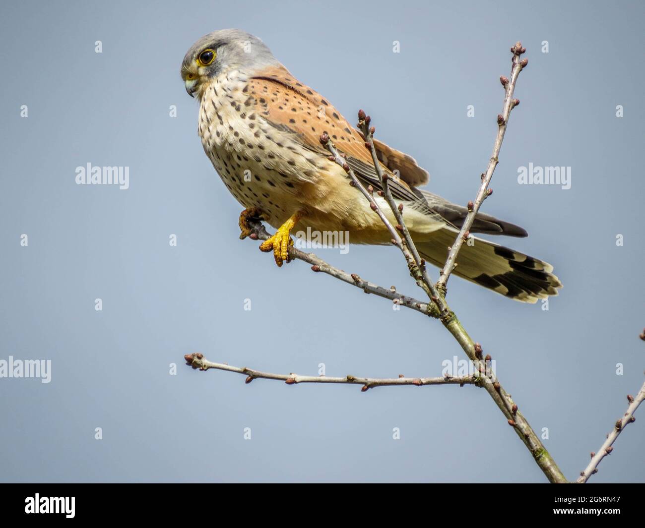 beautiful kestrel perched in the tree on the lookout for prey Stock ...