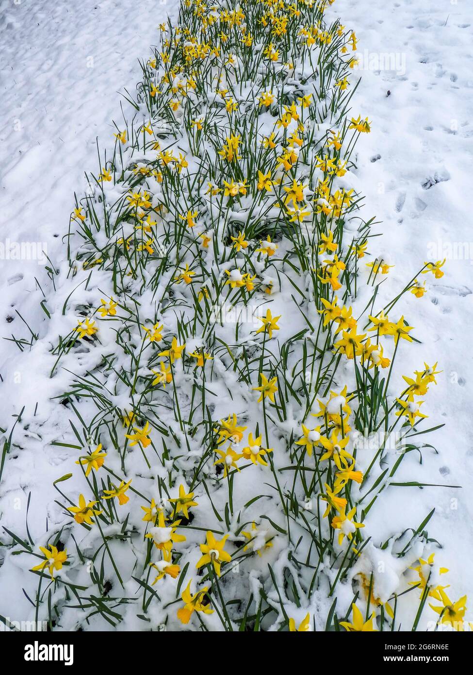 Snow covered inflorescence hi-res stock photography and images - Alamy