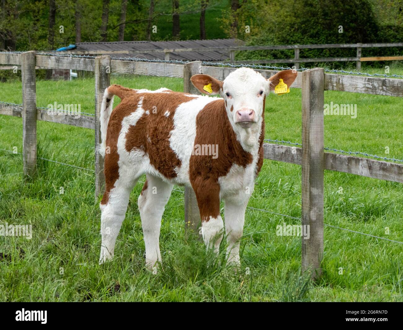 Pretty young brown and white calf Stock Photo - Alamy