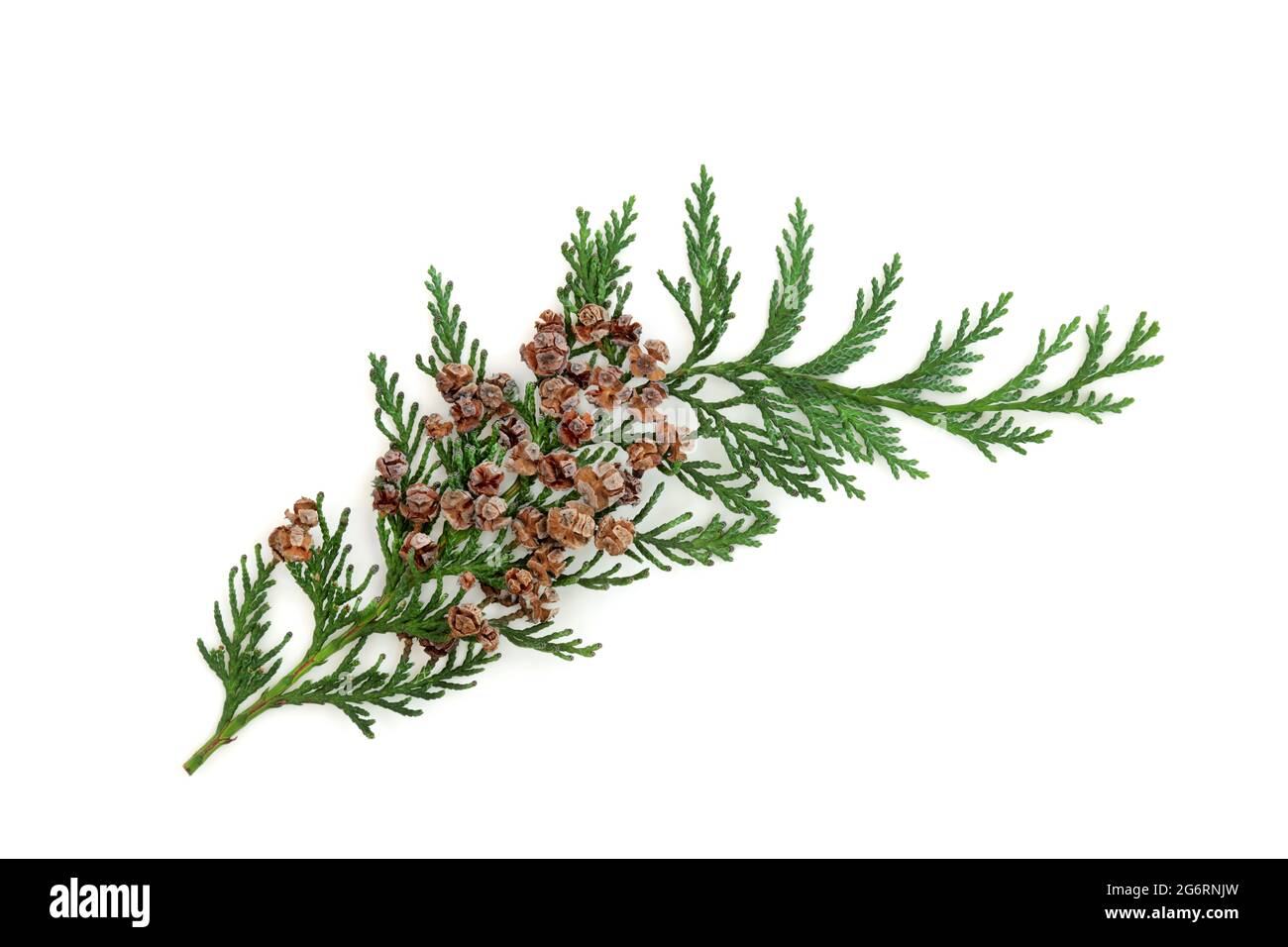 Cedar cypress fir leaf sprig with pine cones isolated on white ...