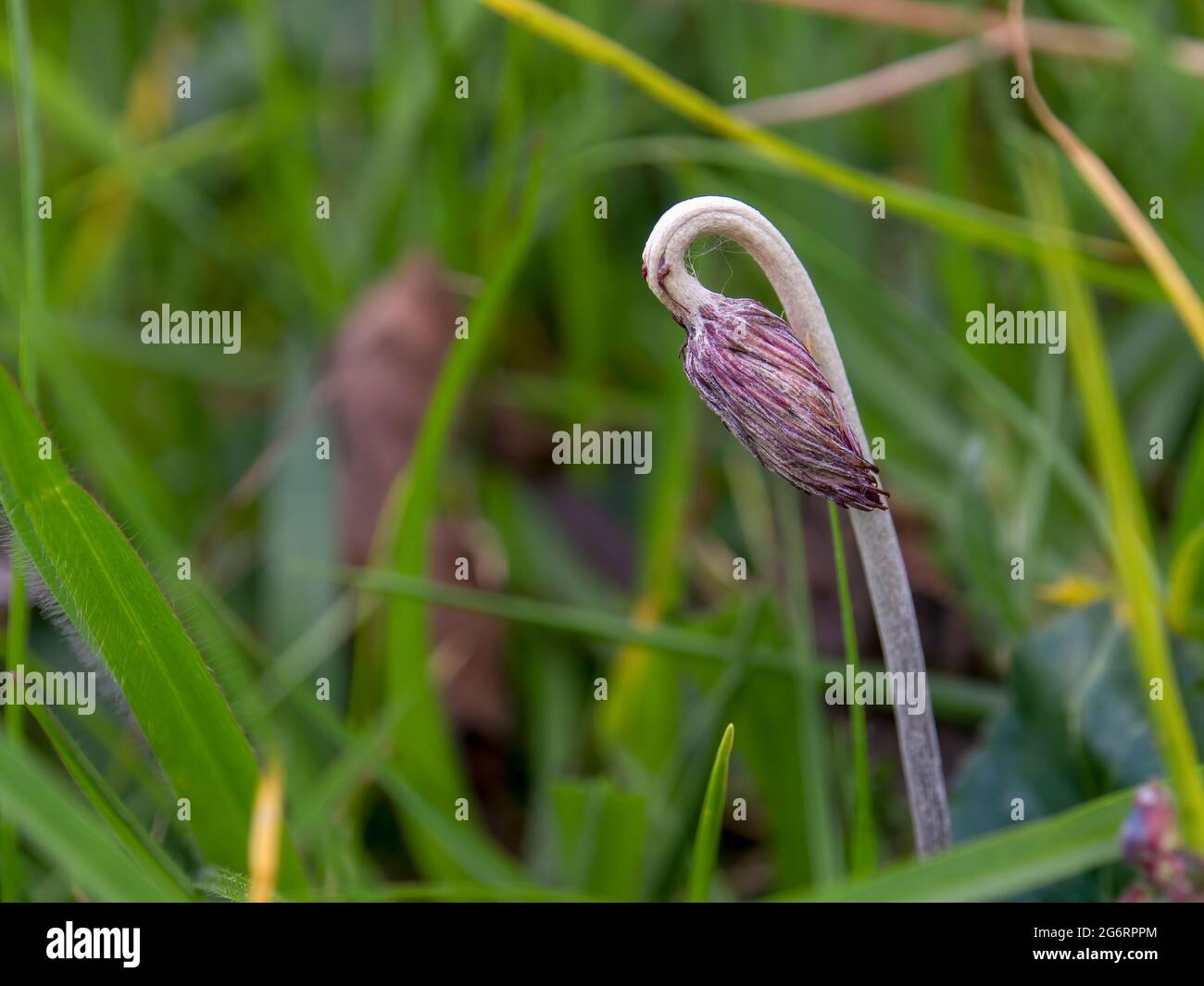 Dandelion development hi-res stock photography and images - Alamy