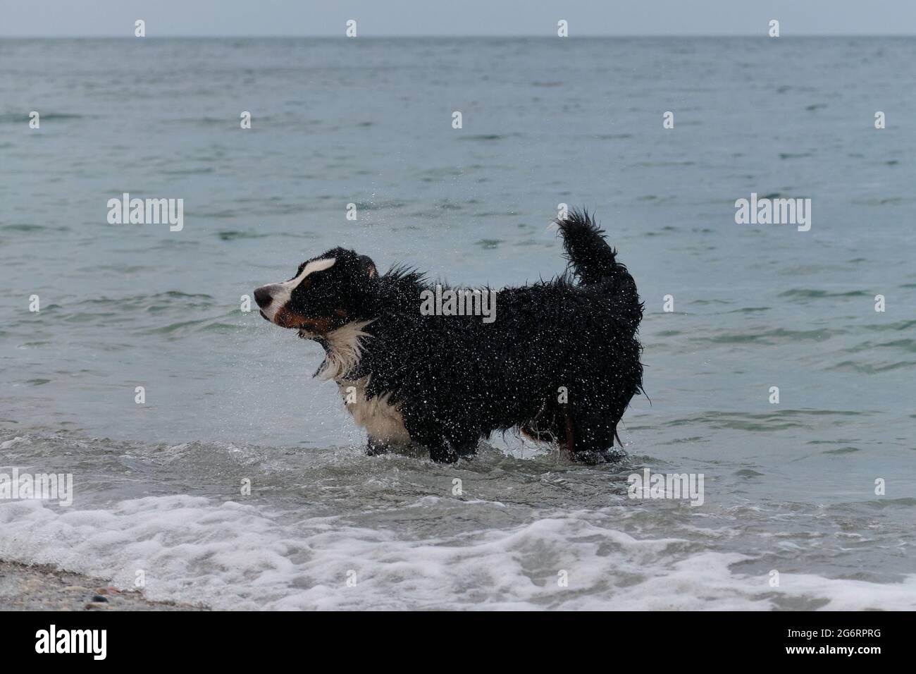 Bernese mountain dog shakes hi-res stock photography and images - Alamy
