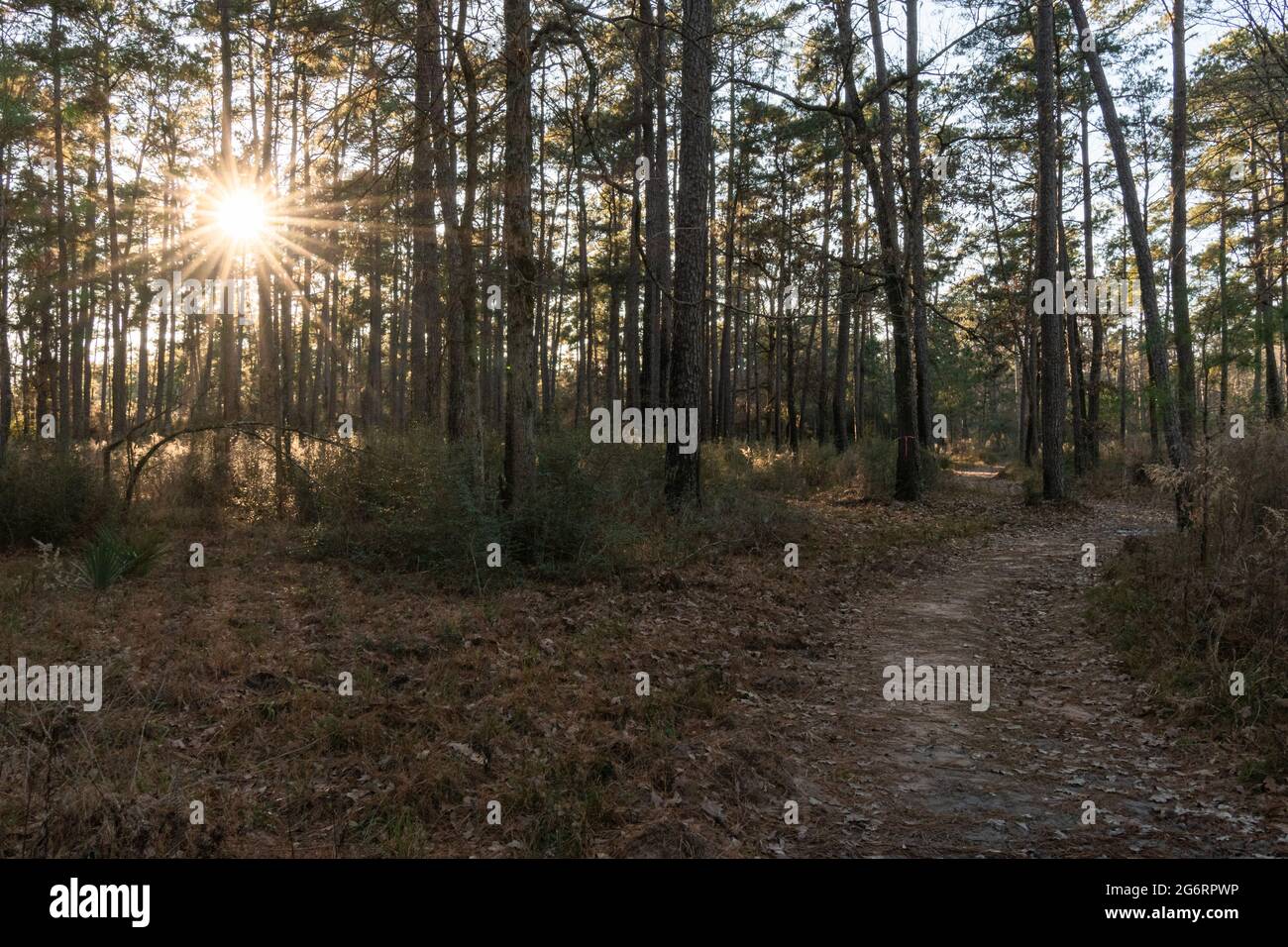 Sunrise along a winding path in an East Texas forest Stock Photo - Alamy