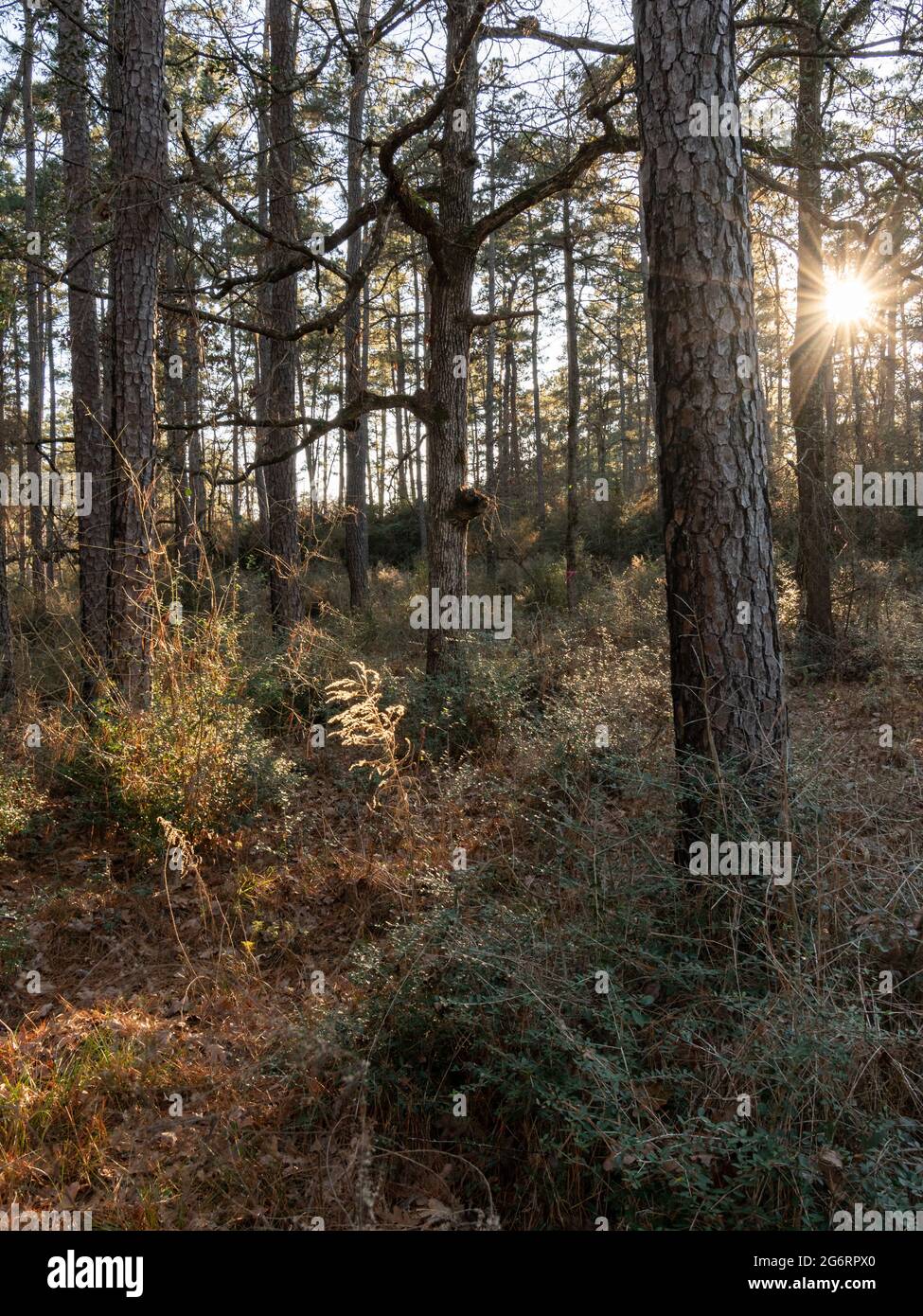 Sun beams during an early morning walk in the forest Stock Photo - Alamy