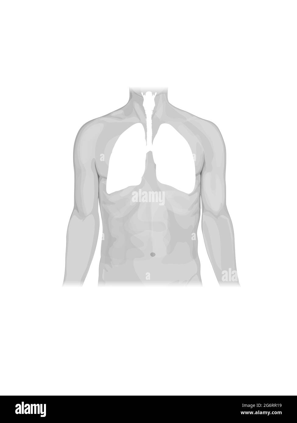 Male anatomy of human respiratory system front view, illustration 3d ...