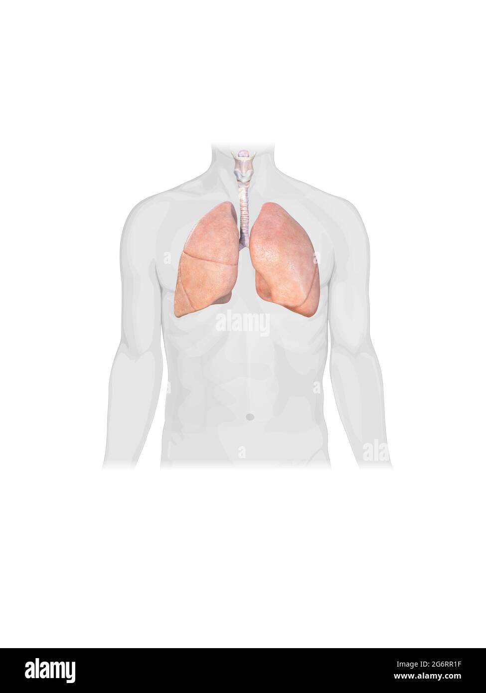 Male anatomy of human respiratory system front view, illustration 3d ...