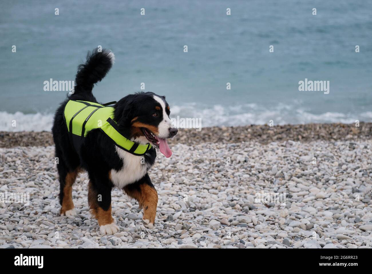 Baywatch dog hi-res stock photography and images - Alamy