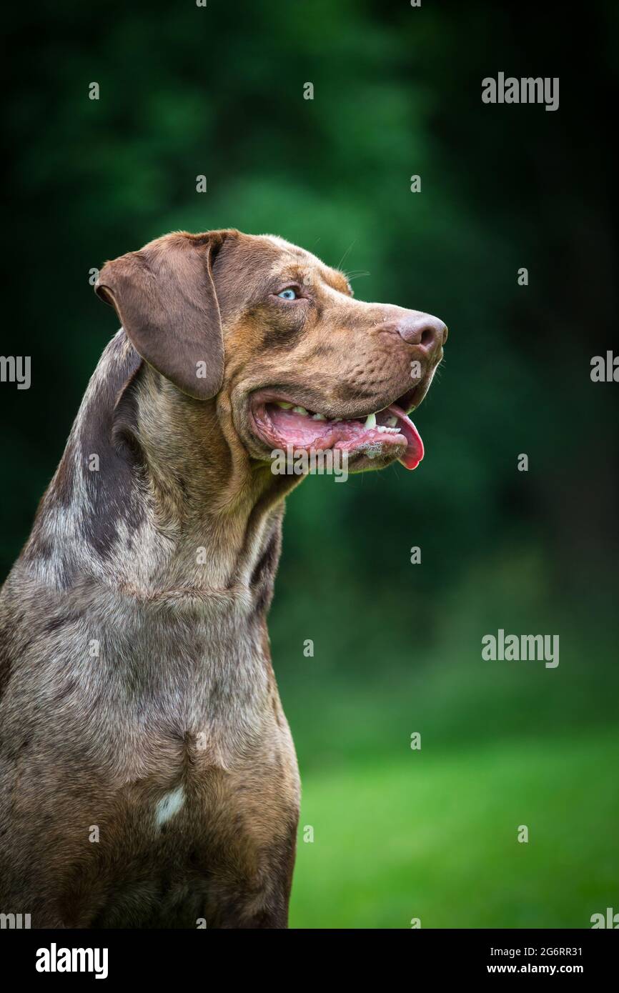 Louisiana catahoula leopard dog hi-res stock photography and images - Alamy