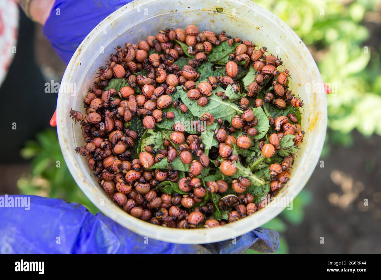 Agriculture problems hi-res stock photography and images - Alamy