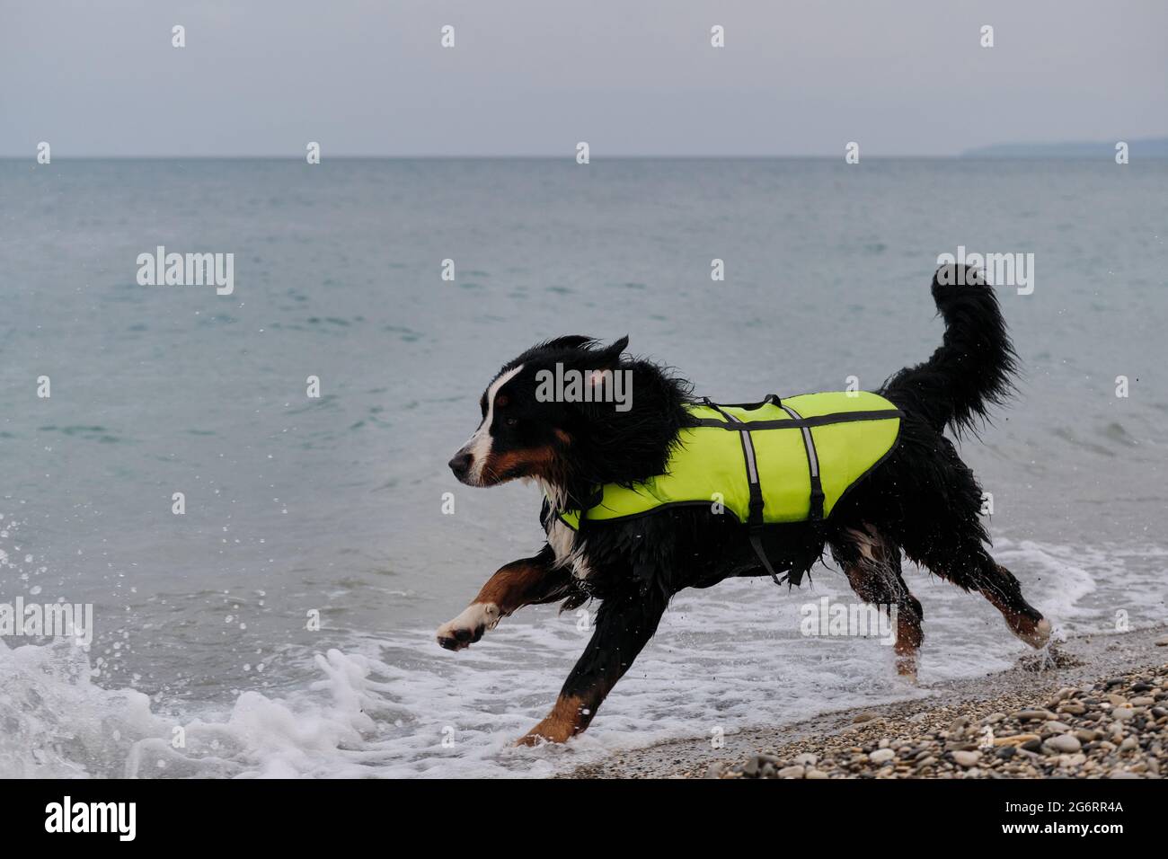 Baywatch dog hi-res stock photography and images - Alamy
