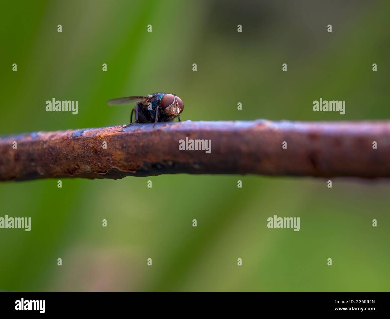 Macro photography of a house fly standing on a rusted rod, captured at ...