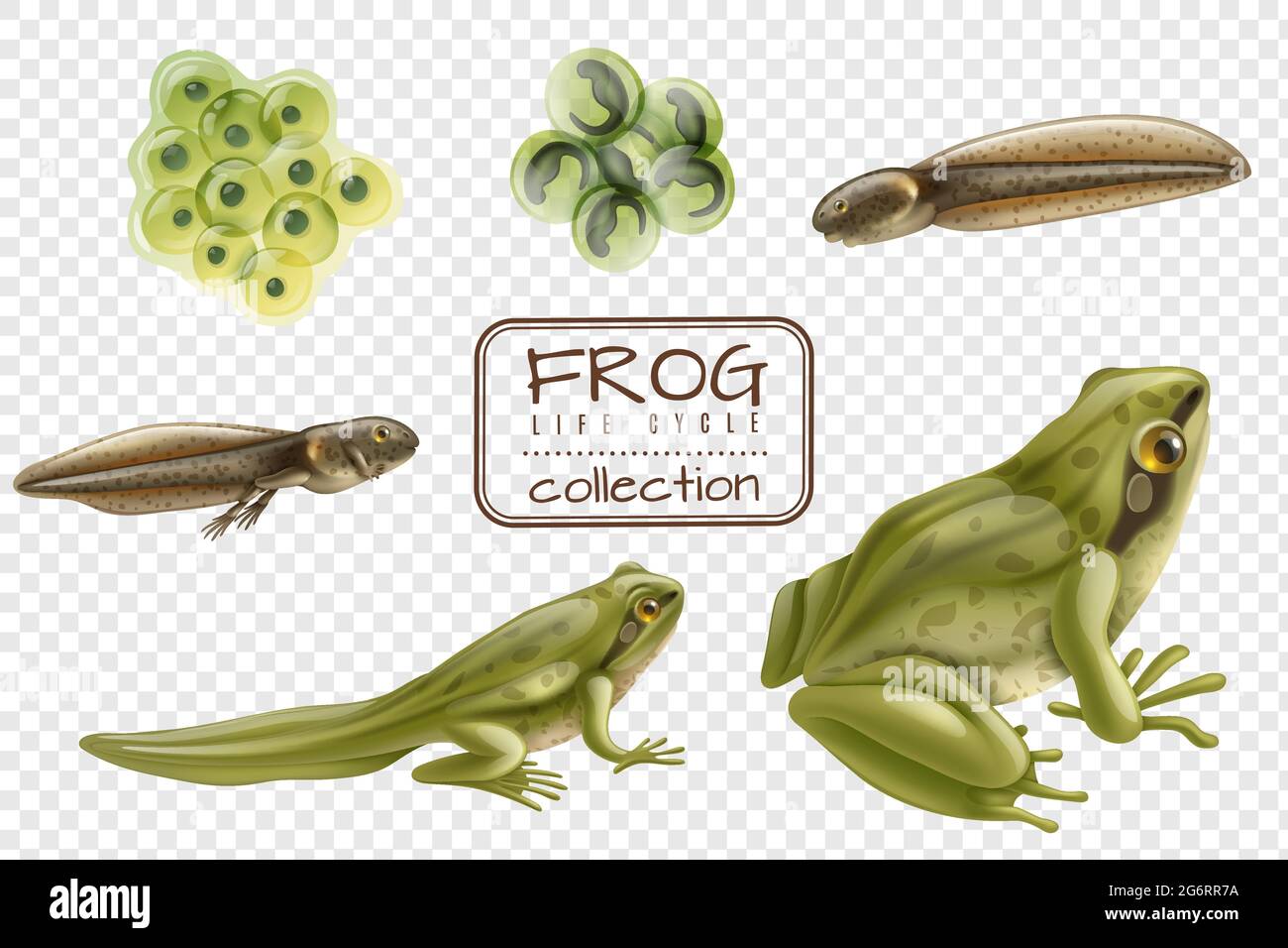 Frog Tadpole Stock Vector Images - Alamy