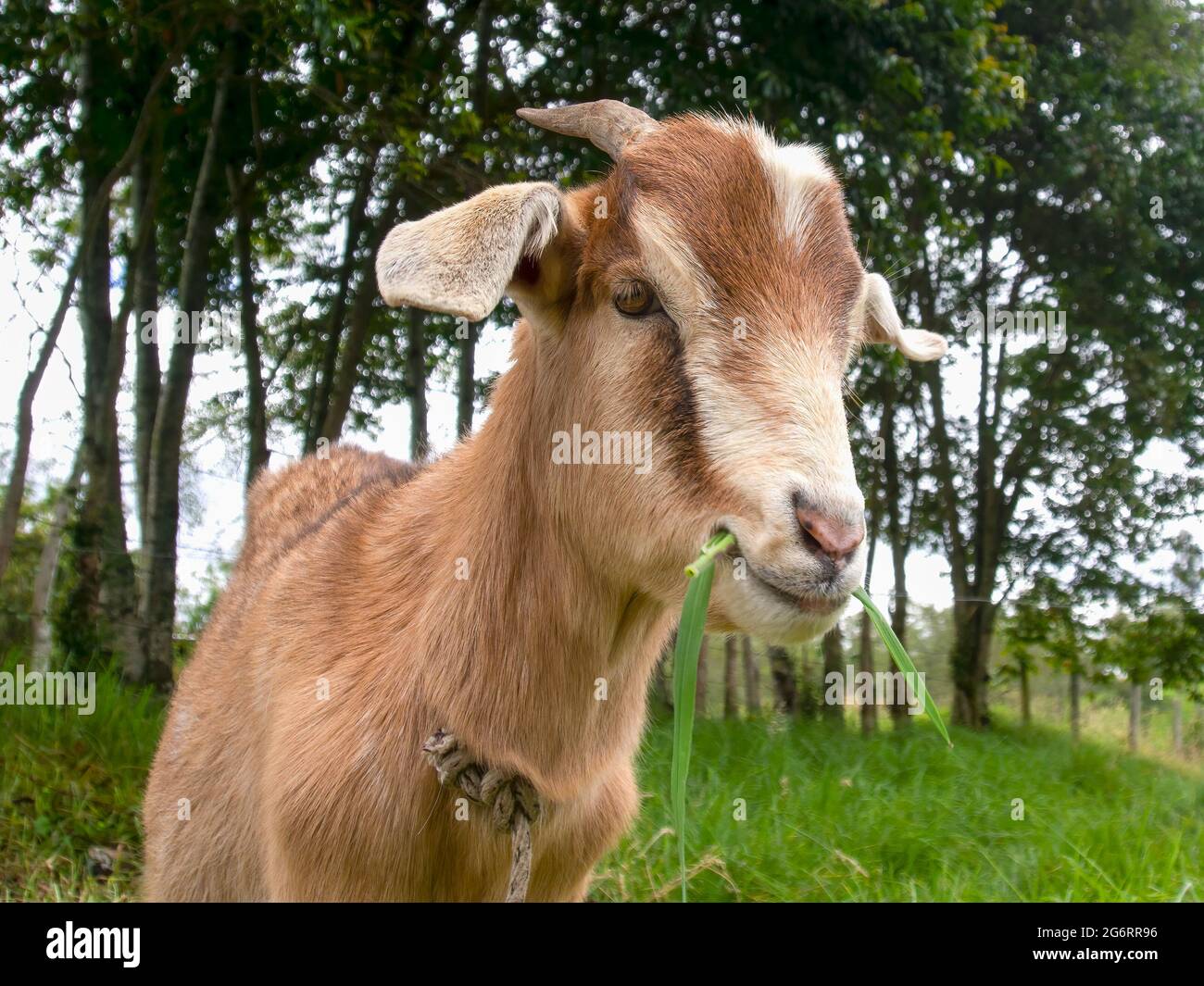 Close-up photography of a brown goat grazing in a farm near the town of ...