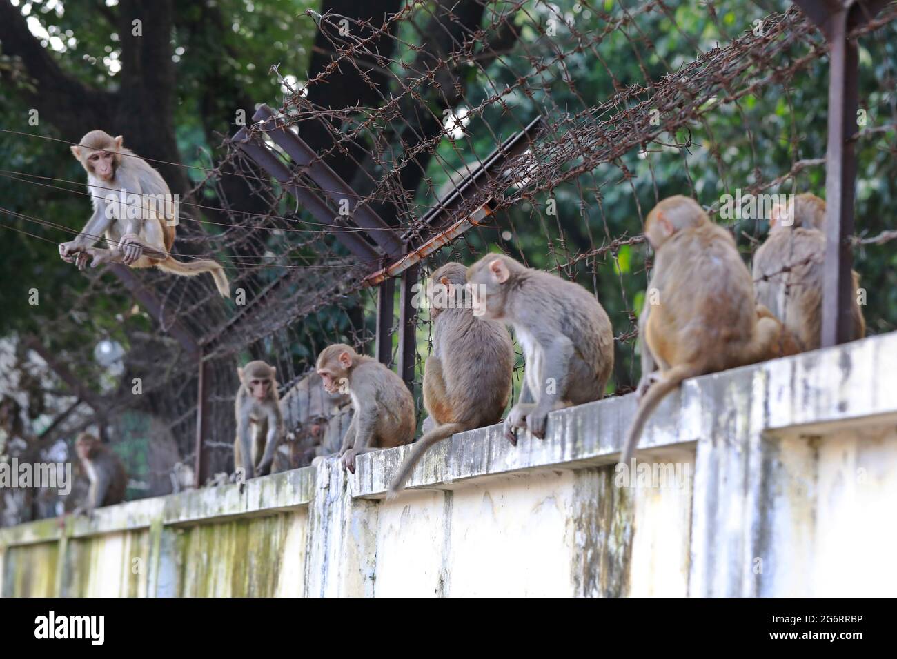 Bangladesh animal of monkey hi-res stock photography and images - Alamy