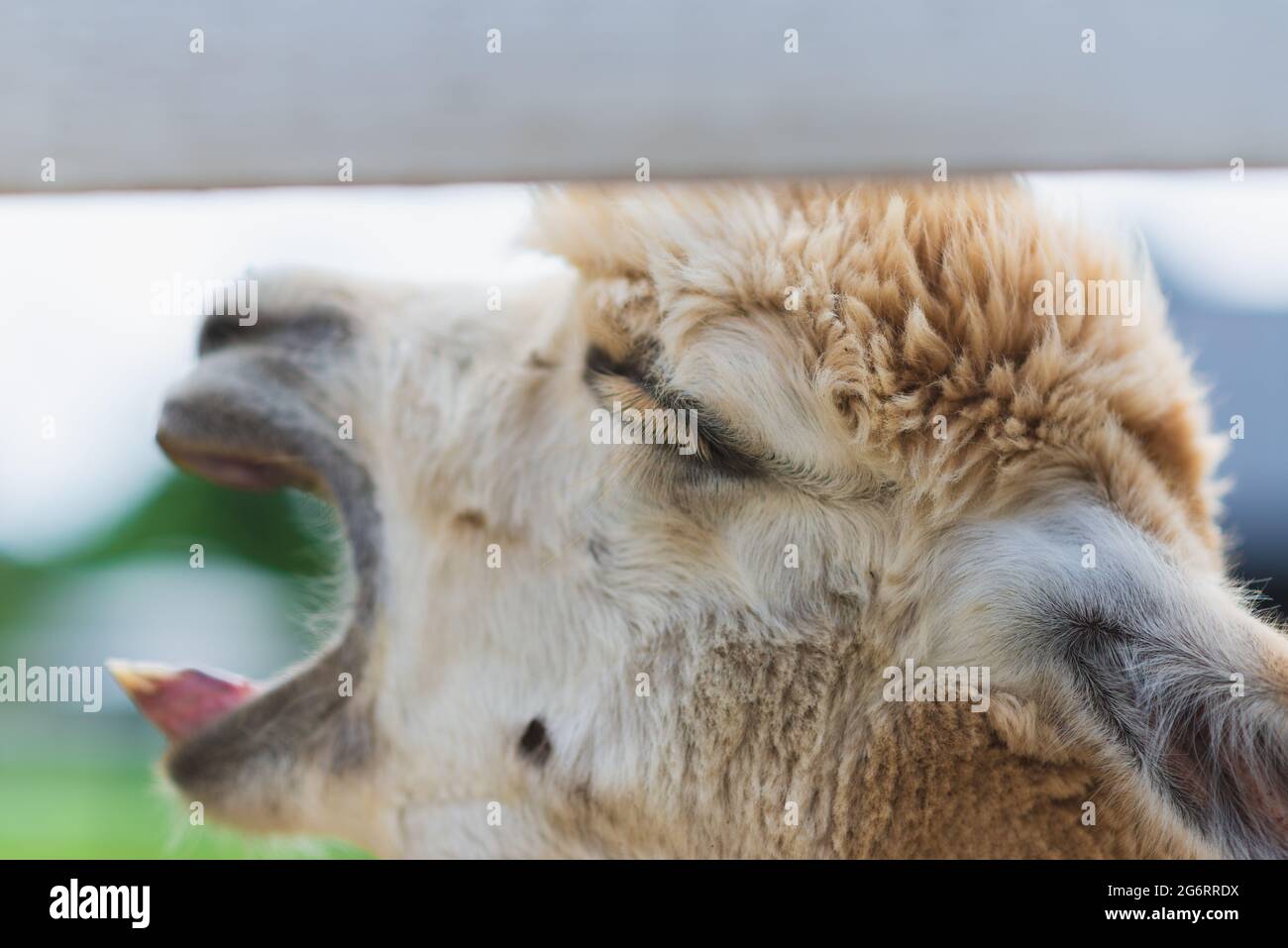 Llama yawning hi-res stock photography and images - Alamy