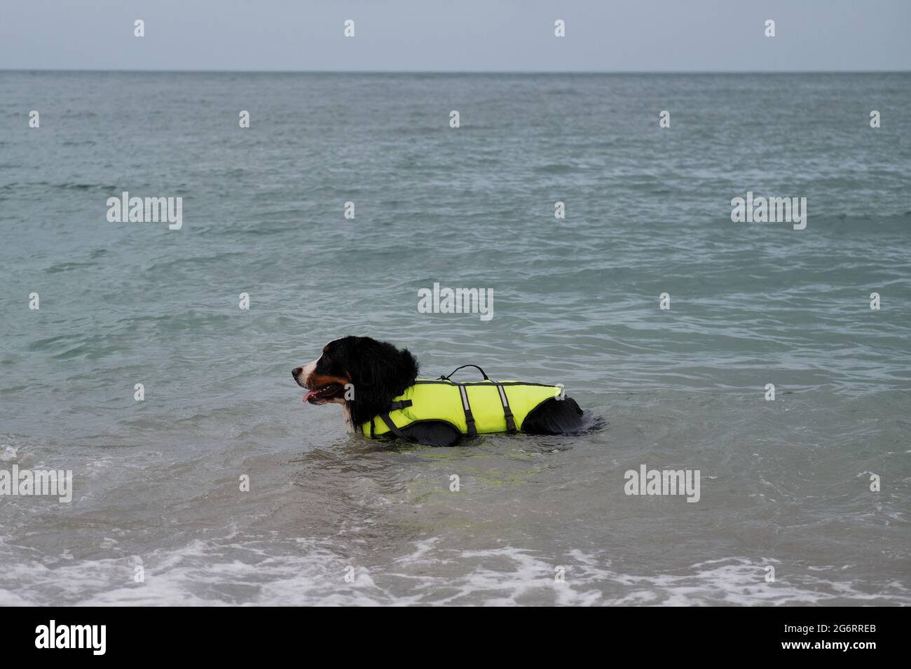 Baywatch dog hi-res stock photography and images - Alamy