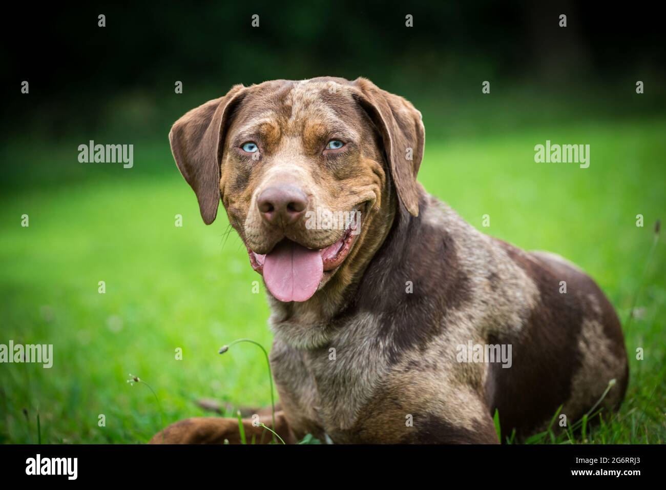 Catahoula Leopard Dog Puppy Blue Eyes