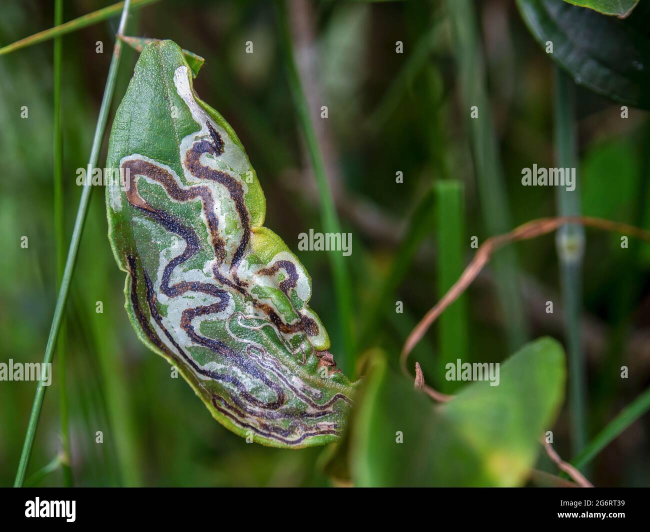 Macro photography of a leaf with the effects of a leaf miner on it ...