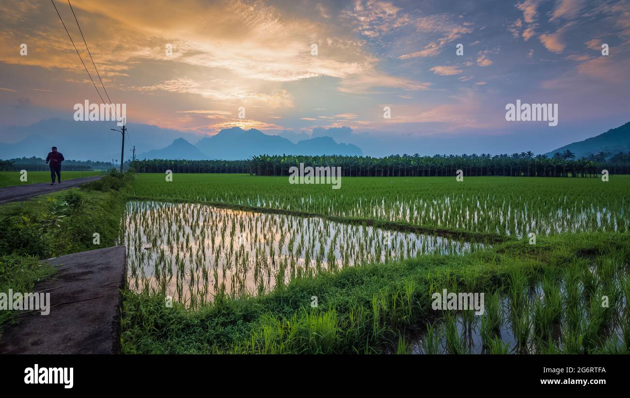 Beautiful landscape growing Paddy rice field with mountain and blue sky ...