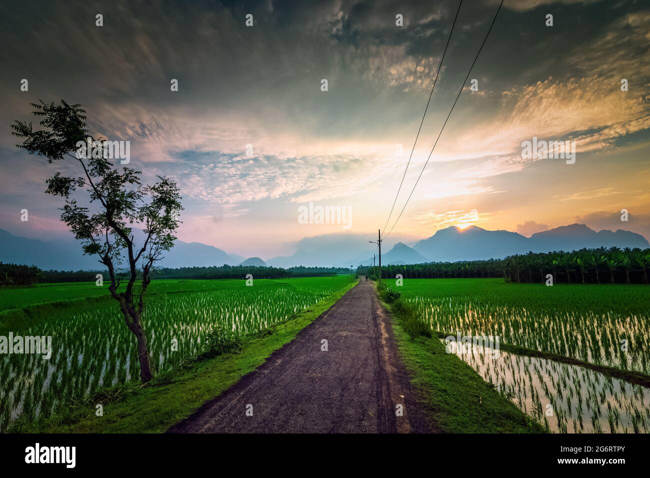 Beautiful landscape growing Paddy rice field with mountain and blue sky ...
