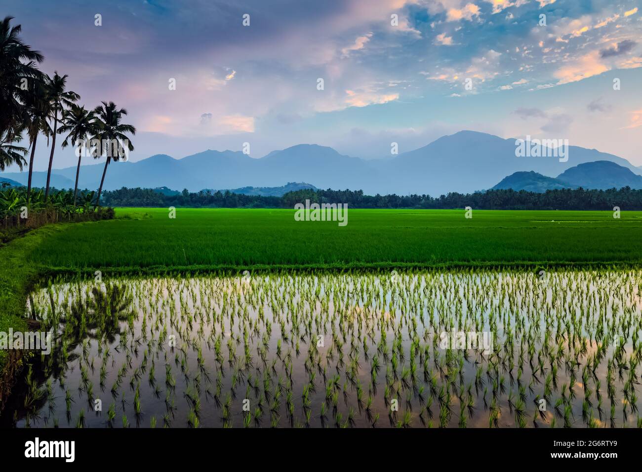 Beautiful landscape growing Paddy rice field with mountain and blue sky ...