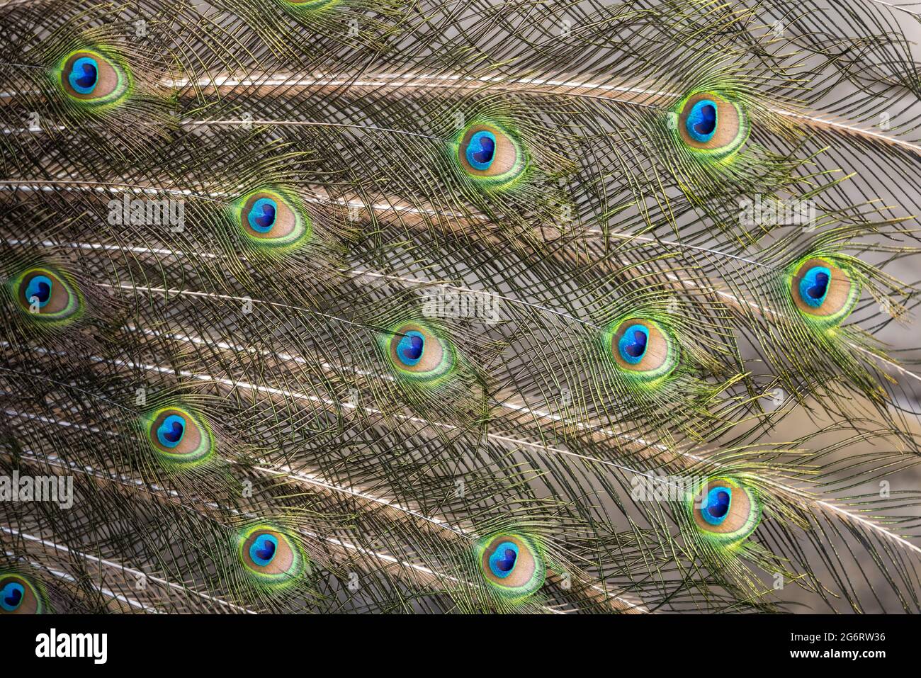 Peacock dancing open feathers hi-res stock photography and images - Alamy