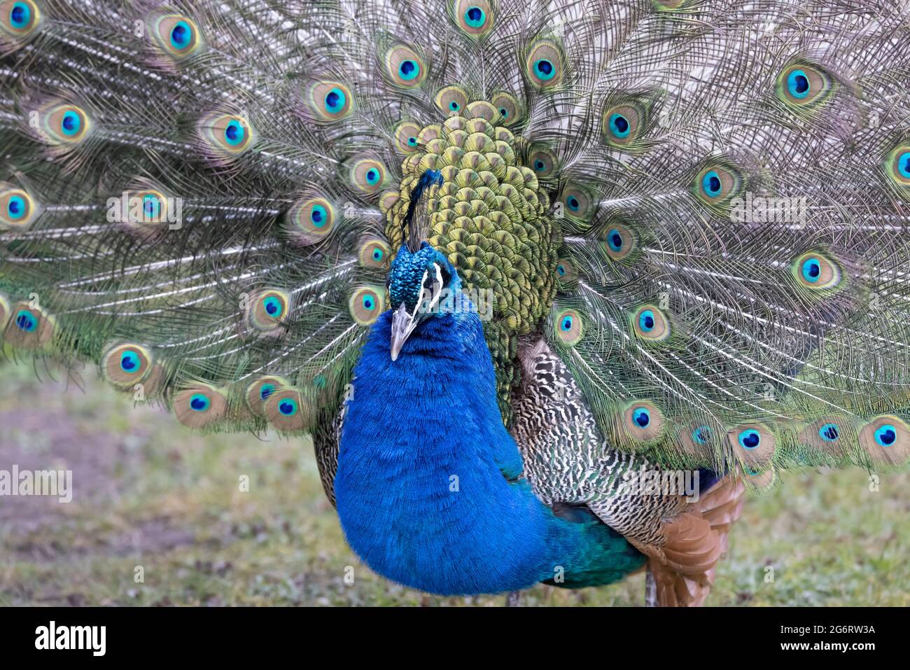 Closeup Image of a peacock dancing with its open feathers Stock Photo ...