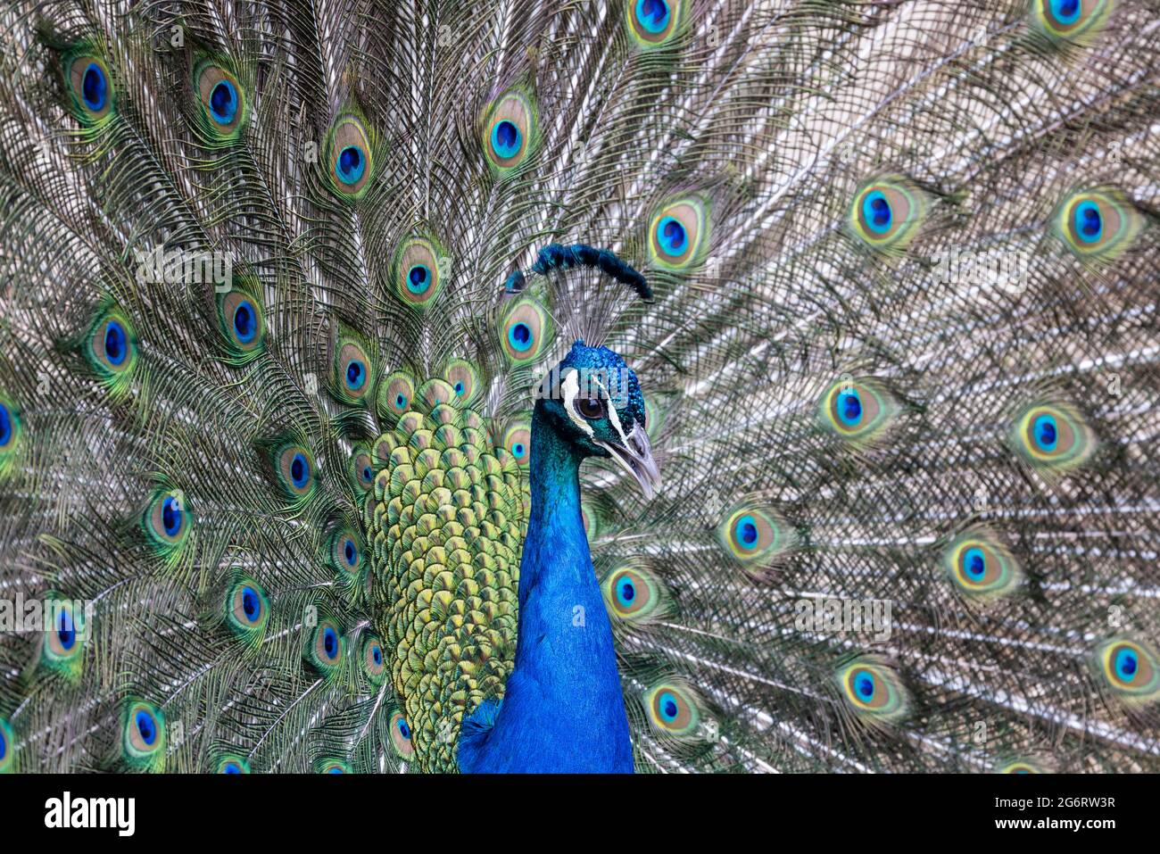 Peacock dancing open feathers hi-res stock photography and images - Alamy