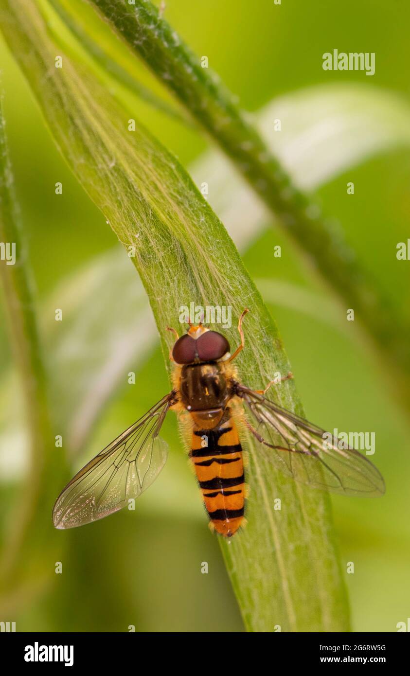 Black flies insect hi-res stock photography and images - Alamy